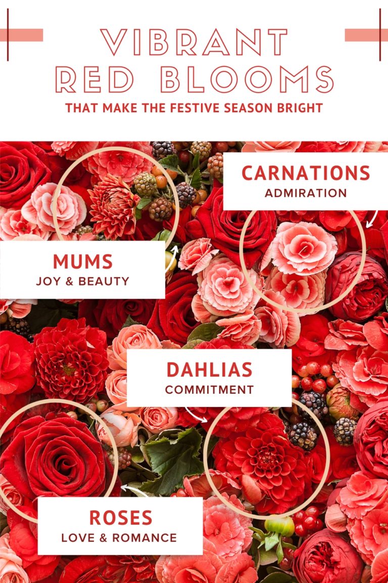 Brighten Your Home for the Holidays with Radiant Red Blooms - Allan's ...